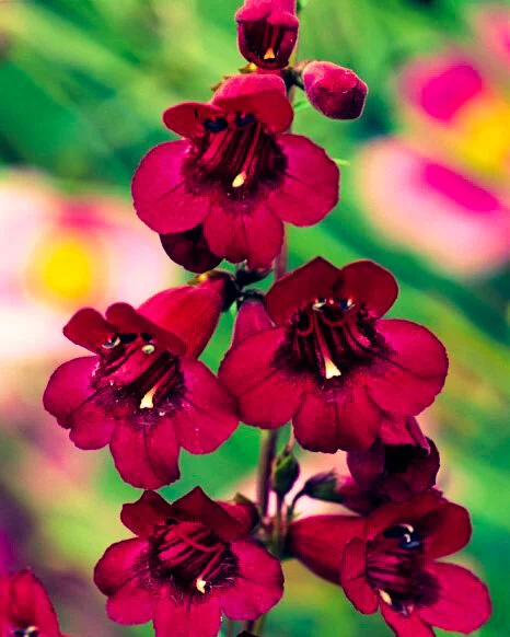 Plants P-Z — Caherhurley Nursery