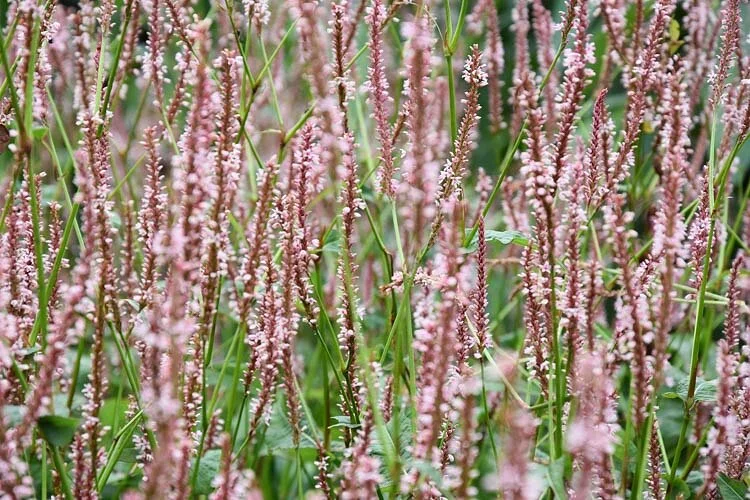 Plants P-Z — Caherhurley Nursery