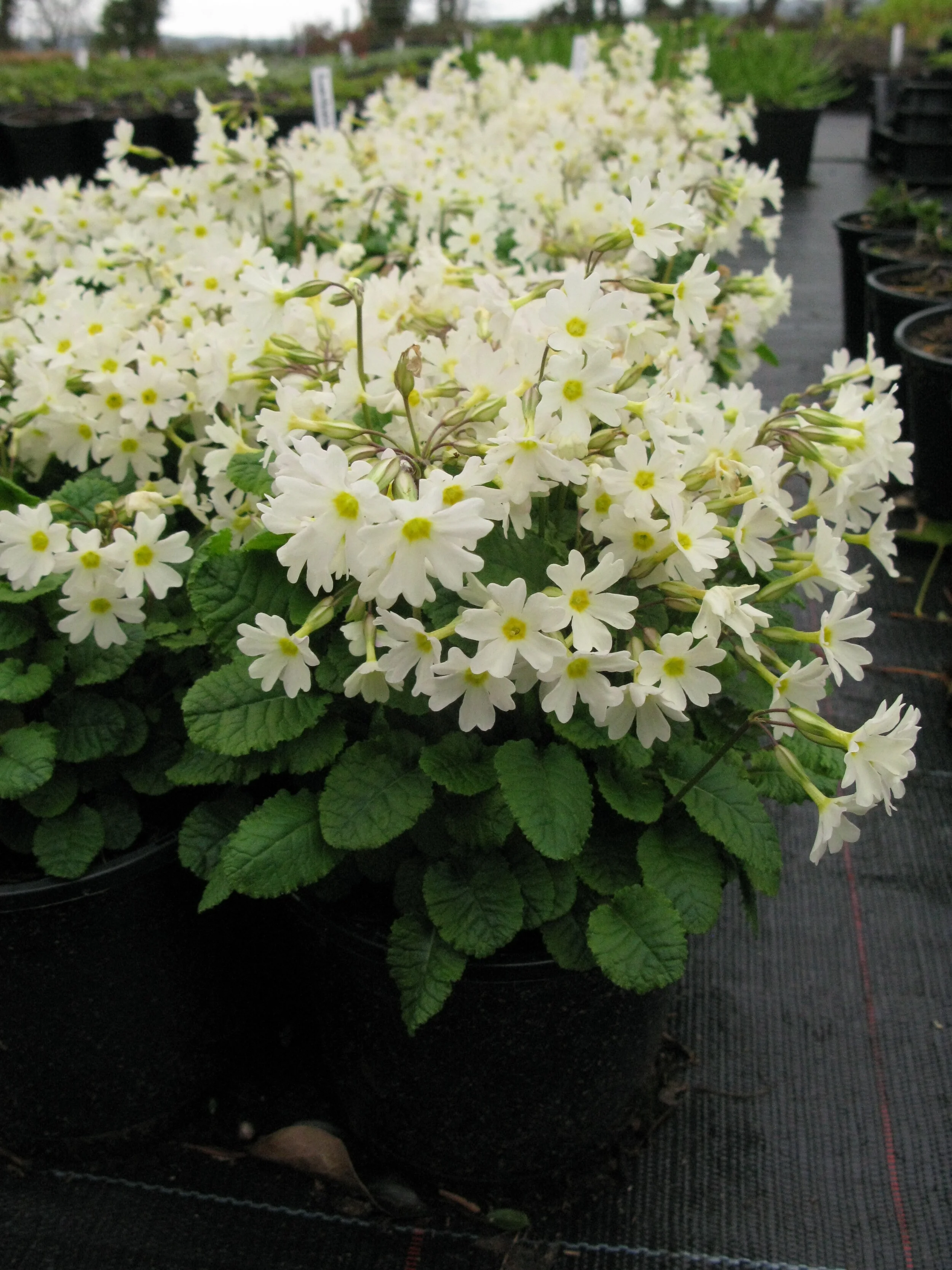 Plants P-Z — Caherhurley Nursery