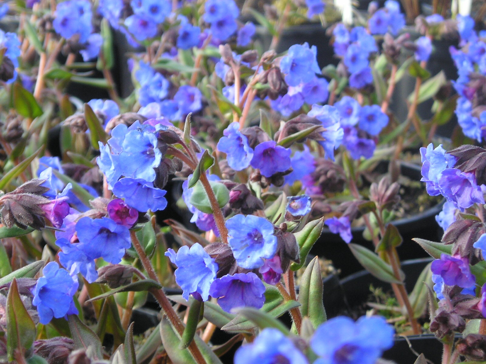 Plants P-Z — Caherhurley Nursery