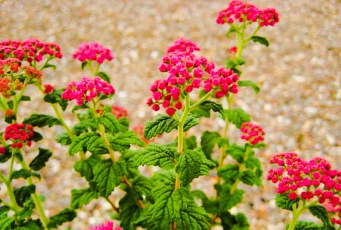 Shrubs — Caherhurley Nursery