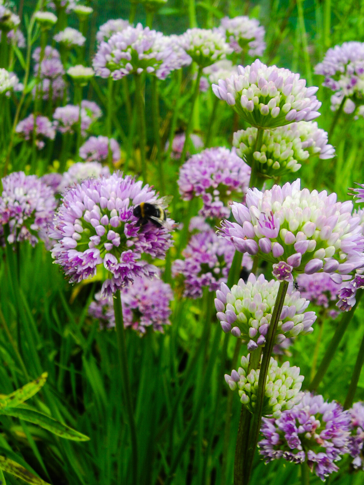 Plants A-G — Caherhurley Nursery