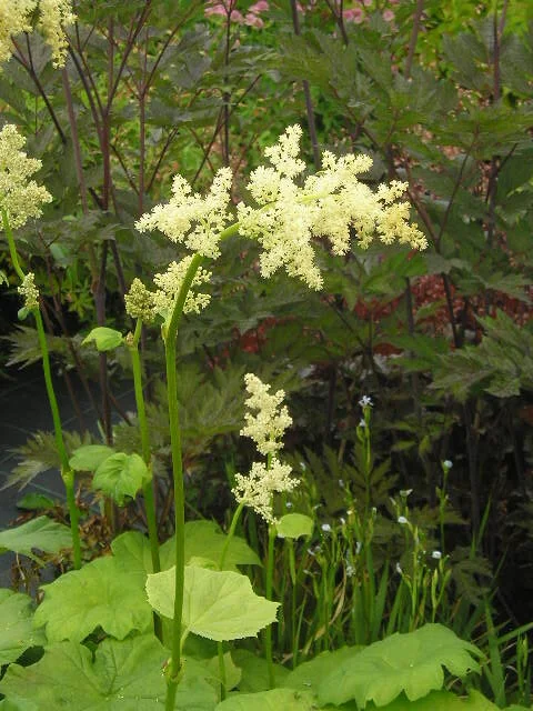 Plants A-G — Caherhurley Nursery