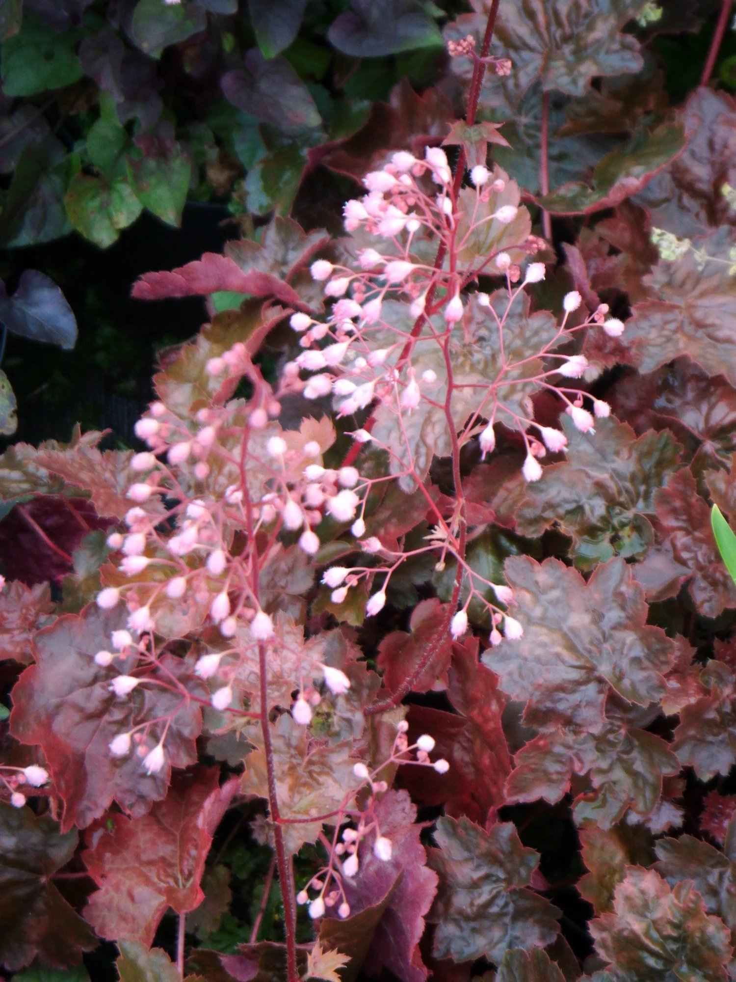 Plants H-O — Caherhurley Nursery
