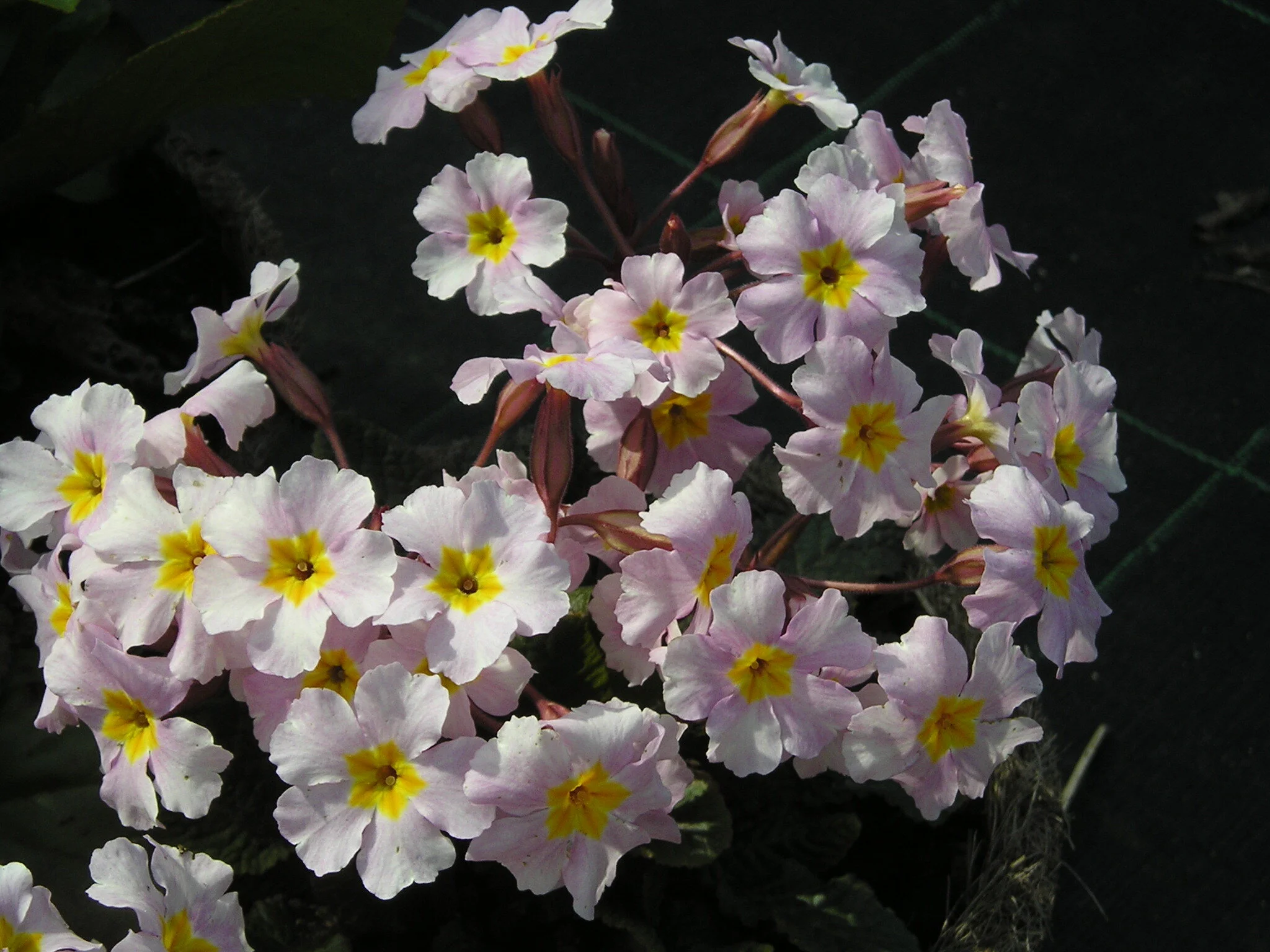 Plants P-Z — Caherhurley Nursery