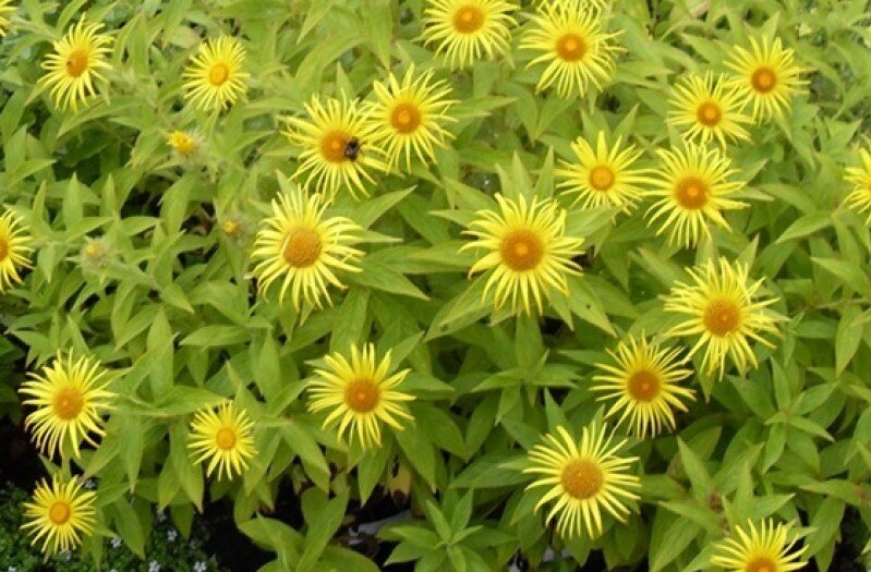 Plants H-O — Caherhurley Nursery