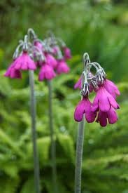 Plants P-Z — Caherhurley Nursery