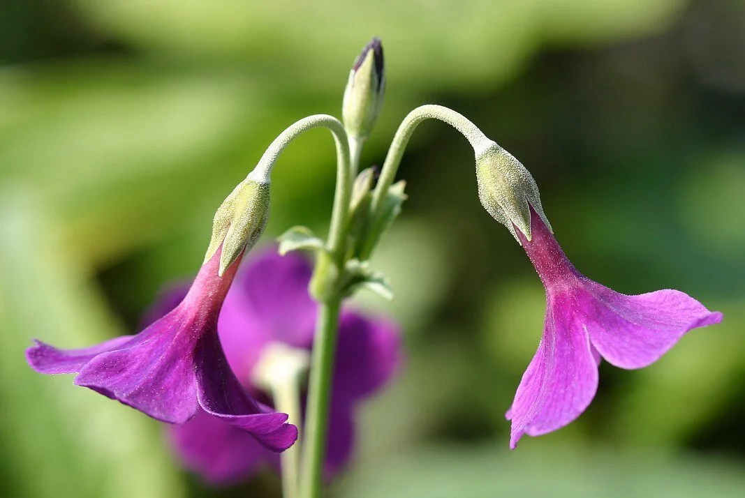 Plants P-Z — Caherhurley Nursery