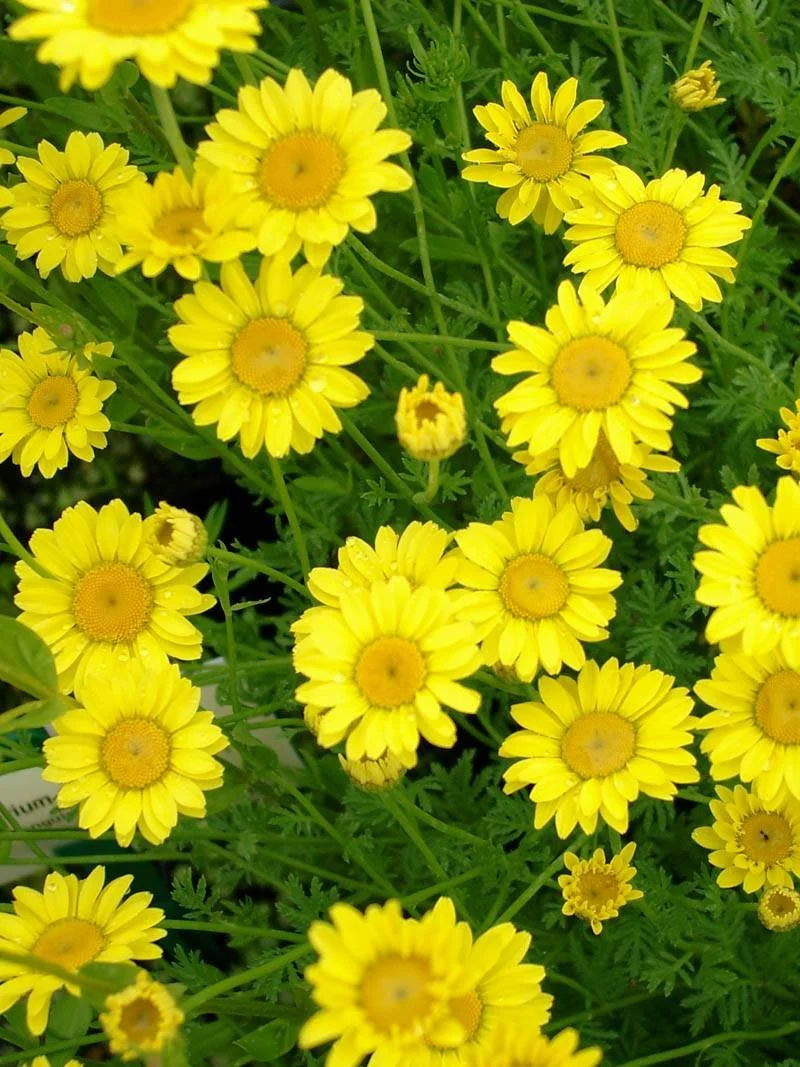 Plants A-G — Caherhurley Nursery
