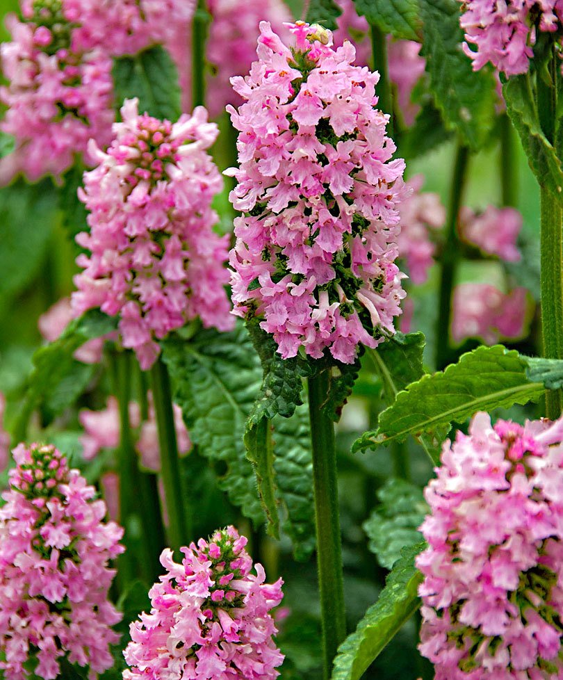 Betonica officinalis 'Rosea' — Caherhurley Nursery