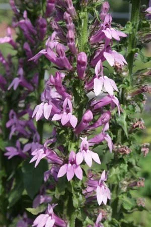 Lobelia siphilitica 'Sylvia' — Caherhurley Nursery