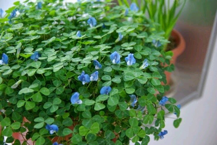 Plants P-Z — Caherhurley Nursery