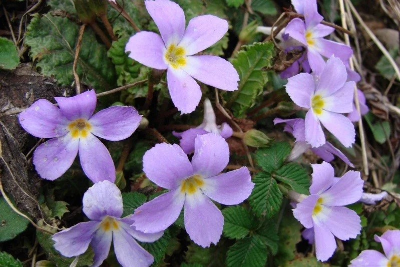 Plants P-Z — Caherhurley Nursery