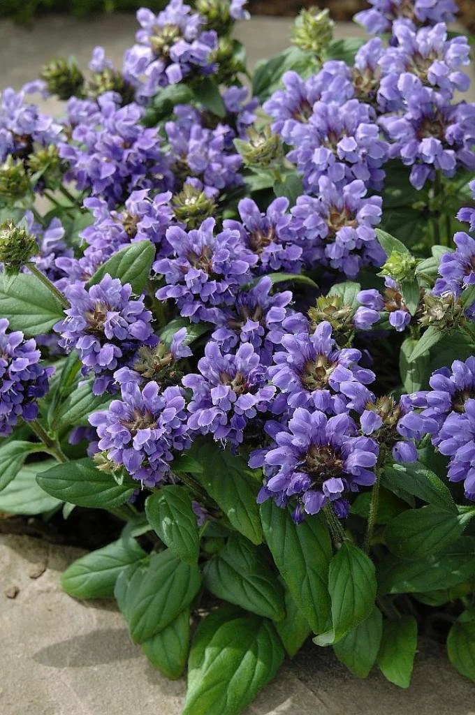 Plants P-Z — Caherhurley Nursery