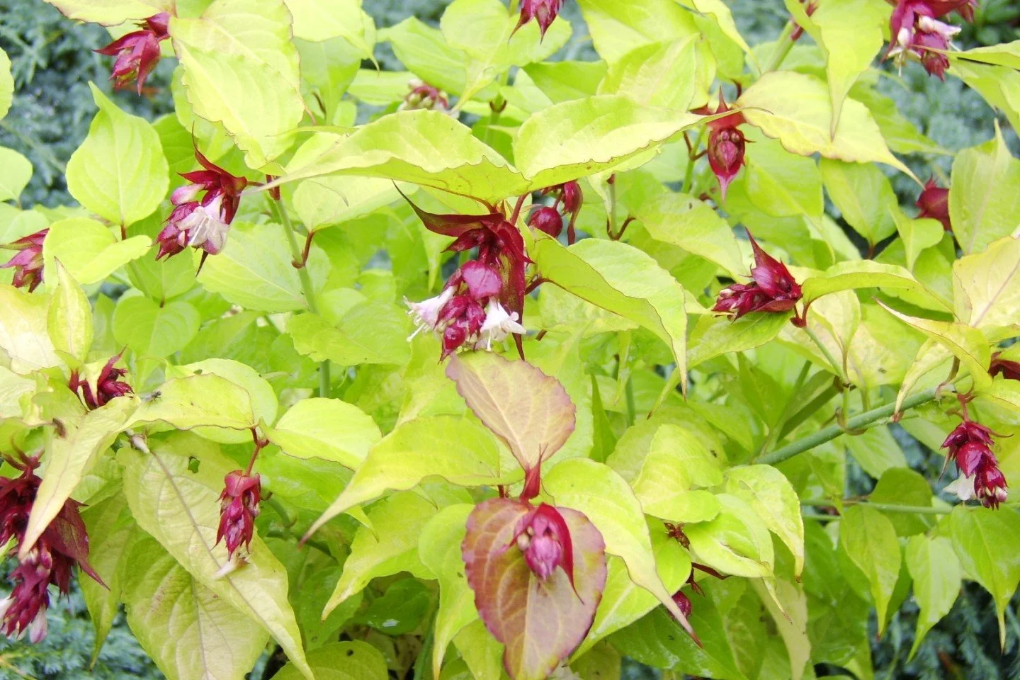 Shrubs — Caherhurley Nursery