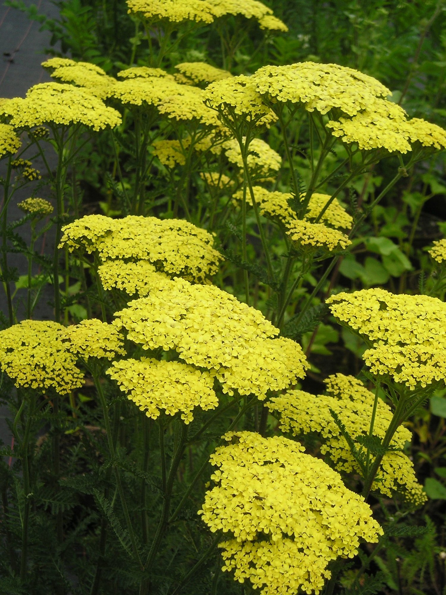 Plants A-G — Caherhurley Nursery