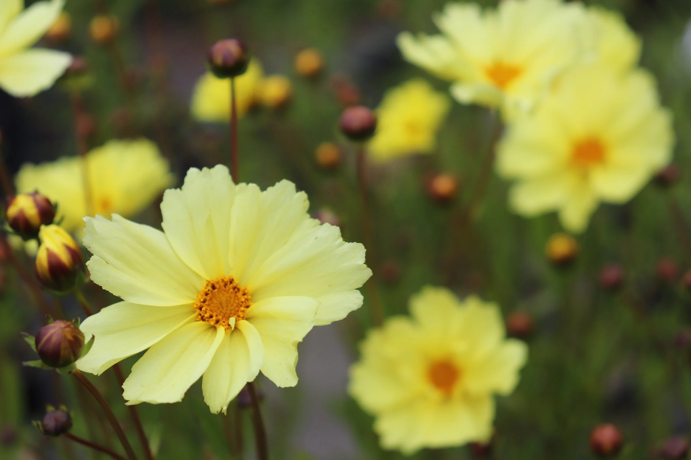 Coreopsis 'Full Moon' — Caherhurley Nursery