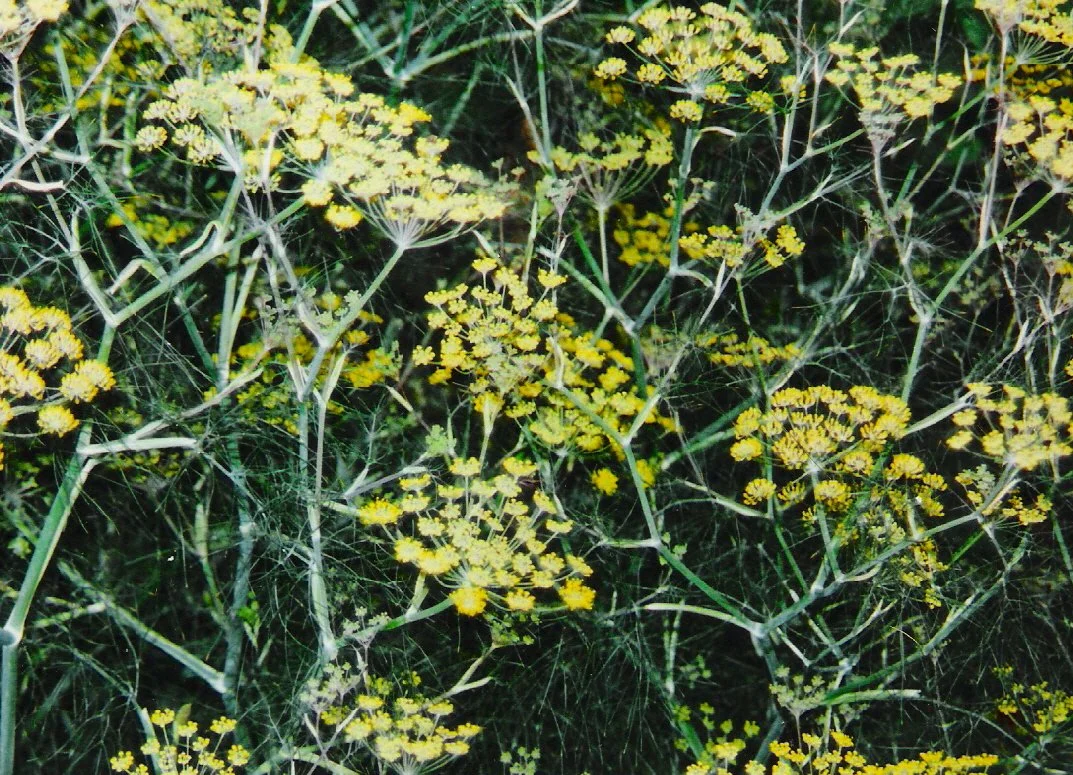 Foeniculum vulgare 'Purpureum' — Caherhurley Nursery
