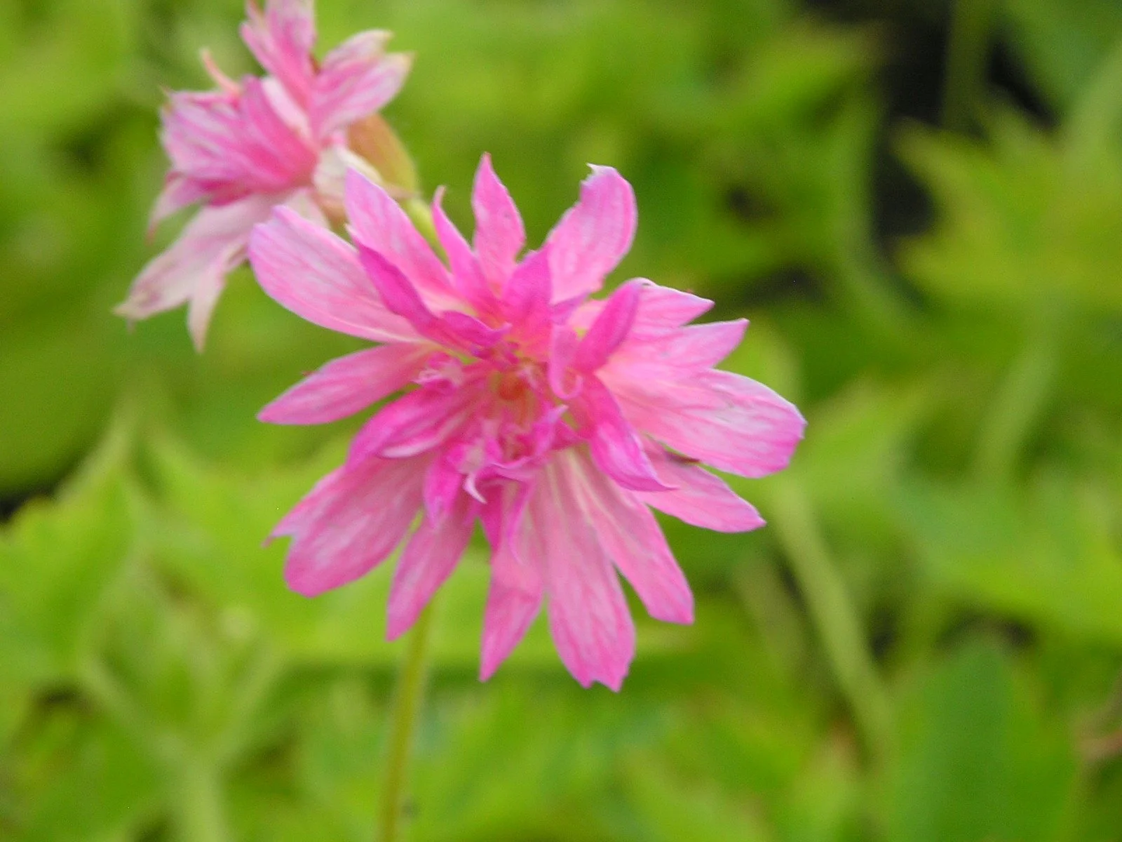 Geranium x oxonianum thurstonianum 'Southcombe Double' — Caherhurley ...