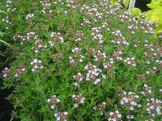 Thymus vulgaris 'Faustini' — Caherhurley Nursery