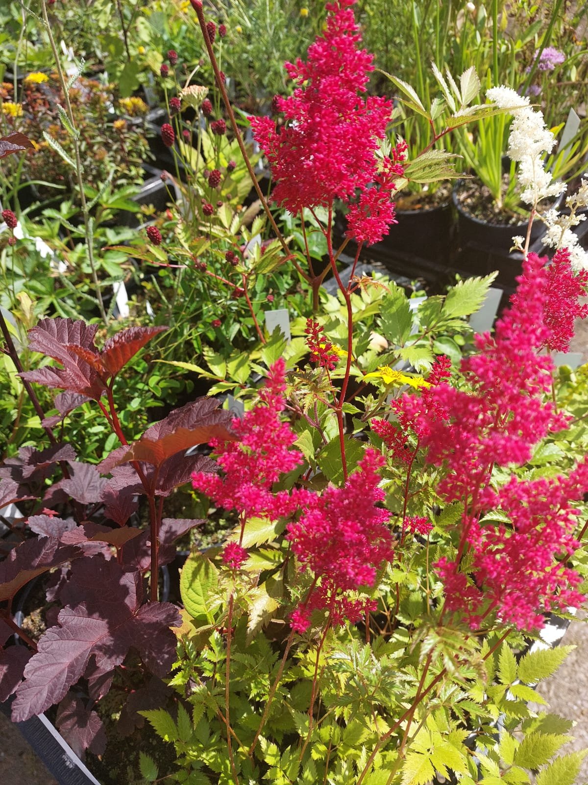 Astilbe 'Montgomery' — Caherhurley Nursery