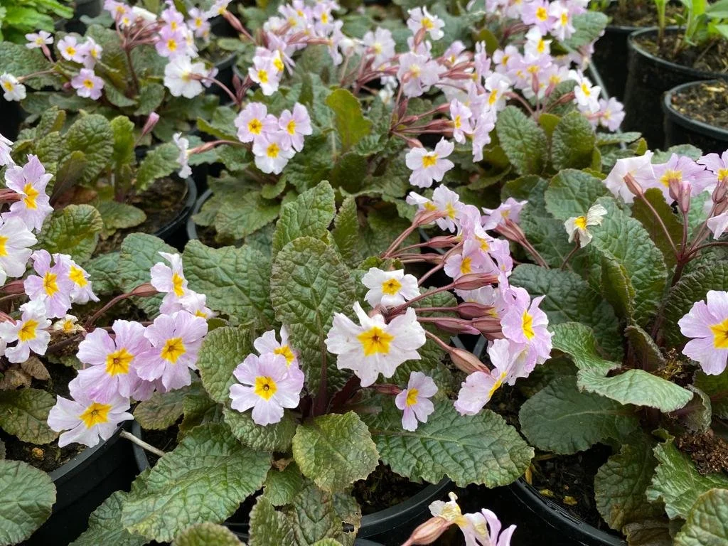Primula 'Guinevere' — Caherhurley Nursery