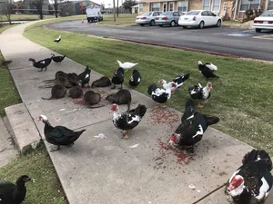 RadRats (Swamp Rats) Have Entered 2020 — GNL Magazine