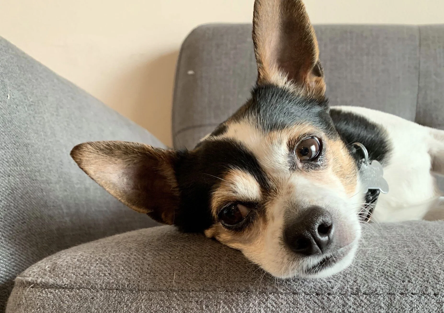 Adopt — Fetch Wisconsin Rescue