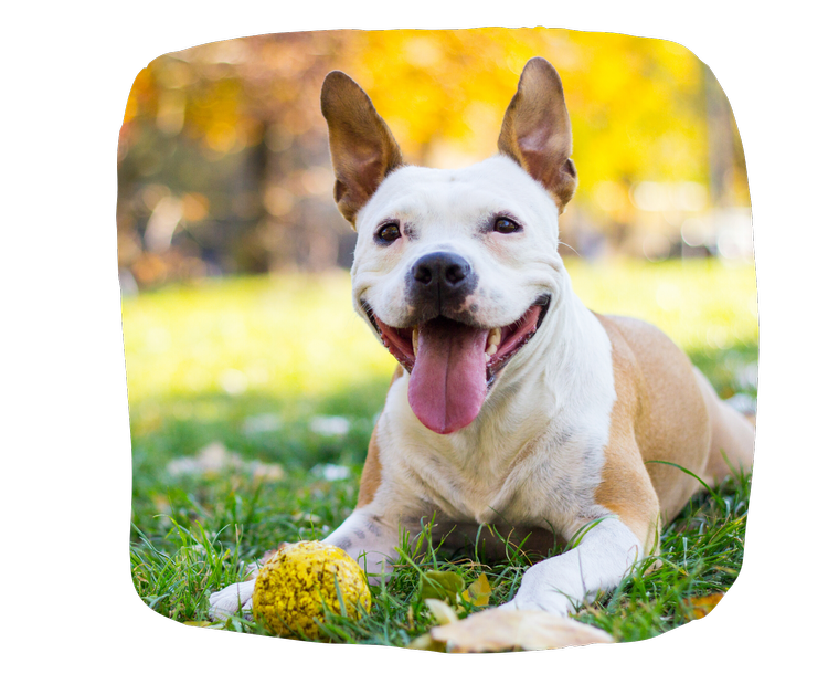 Fetch Wisconsin Rescue