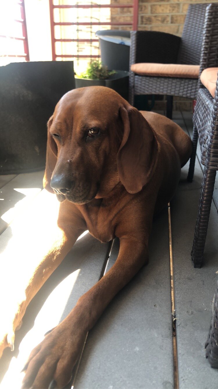 Redbone Coonhound Mix