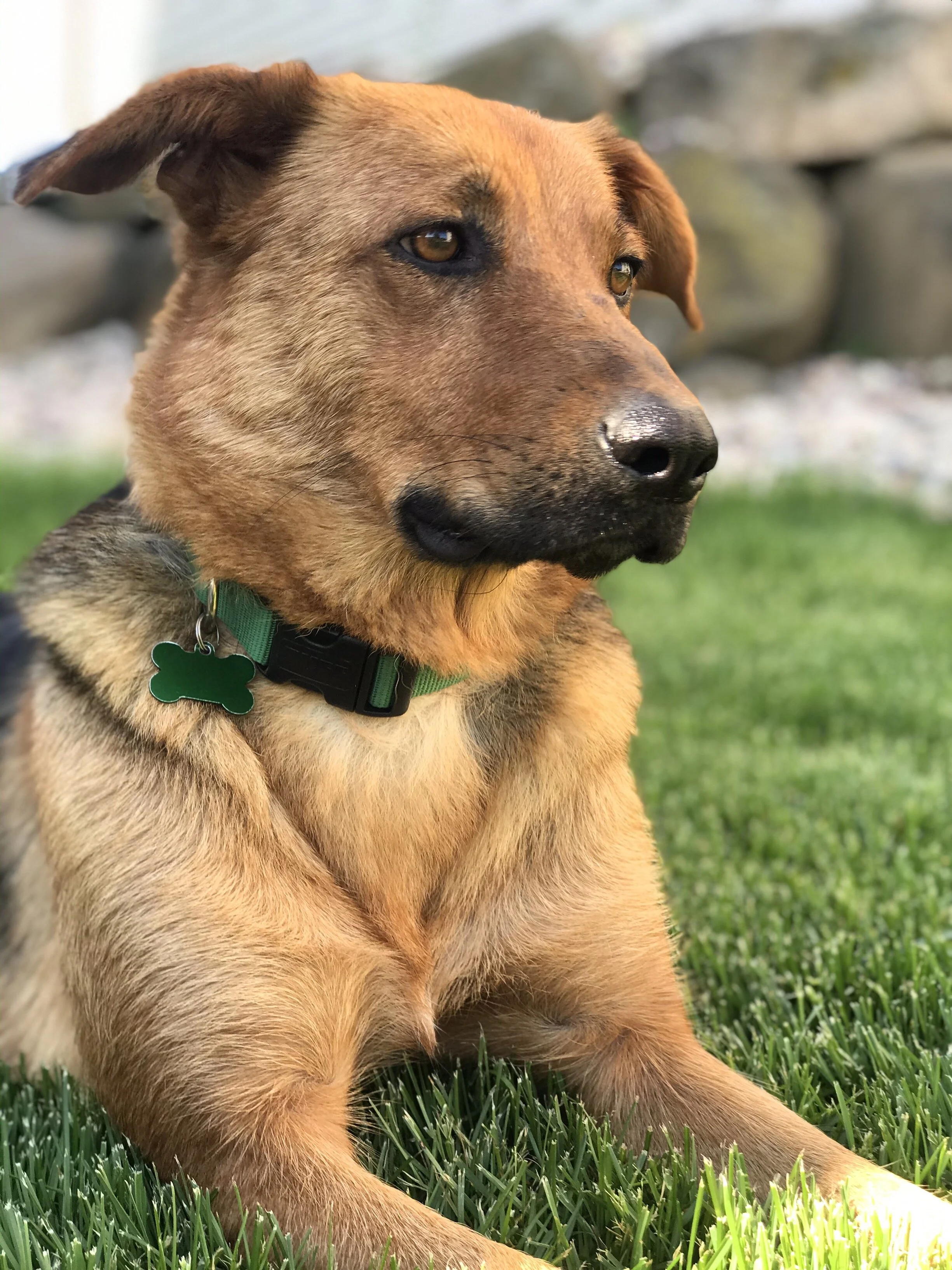 German Shepherd Rhodesian Ridgeback Puppy Mix