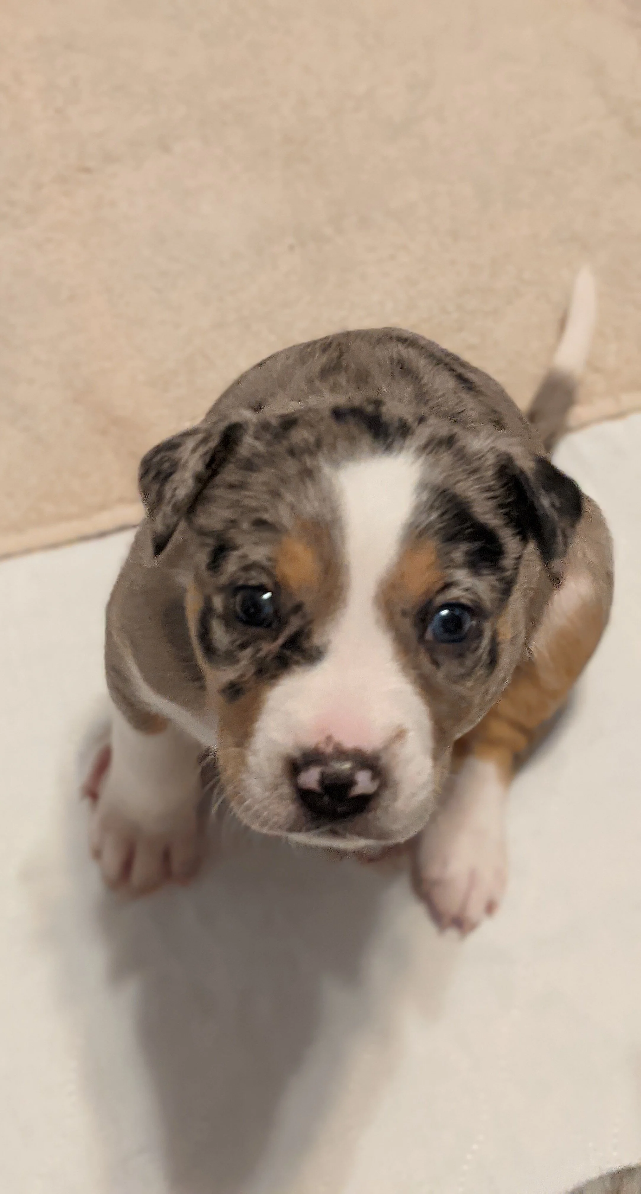 Australian Shepherd English Bulldog Mix