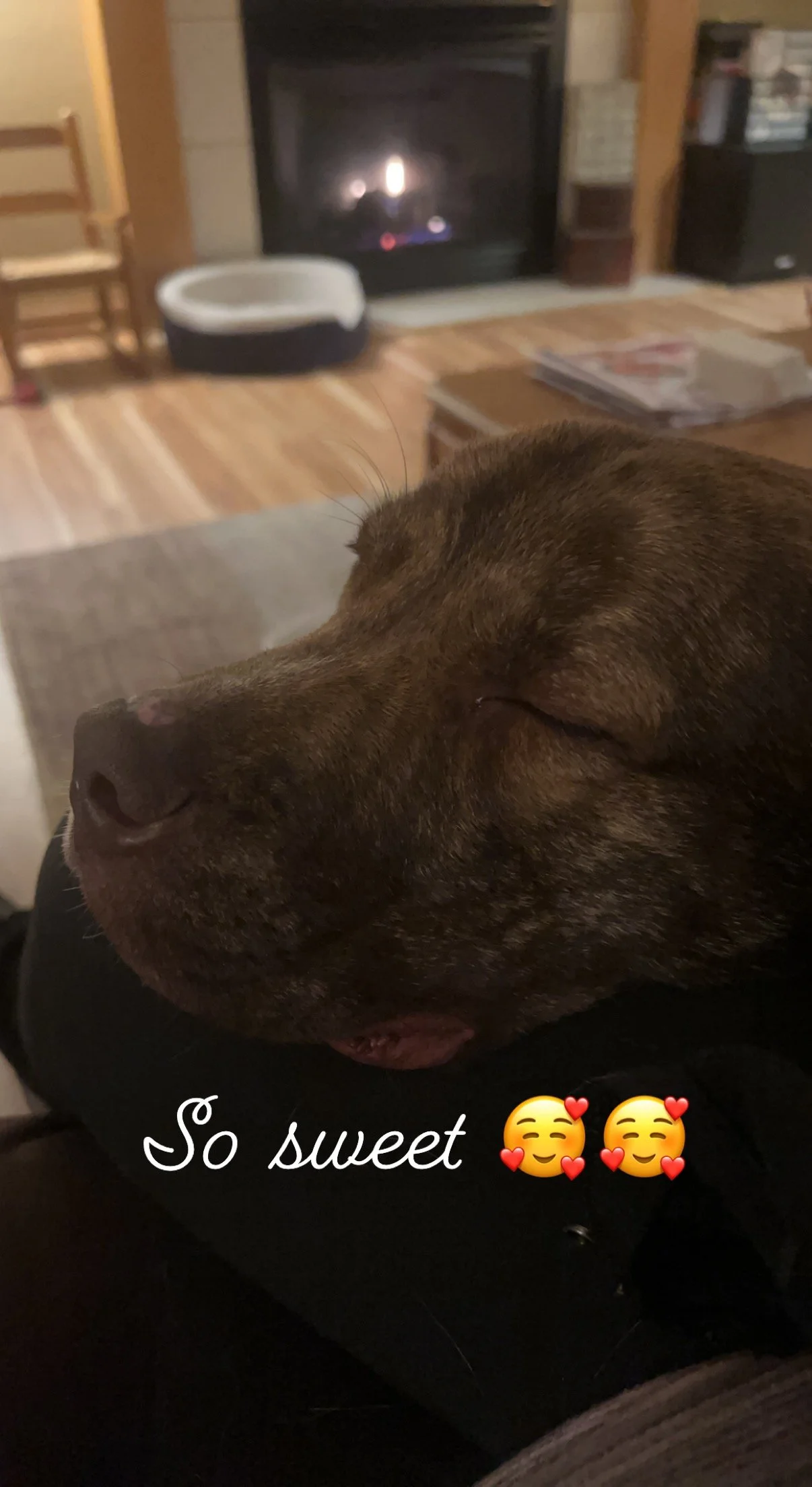 Ramone — Fetch Wisconsin Rescue