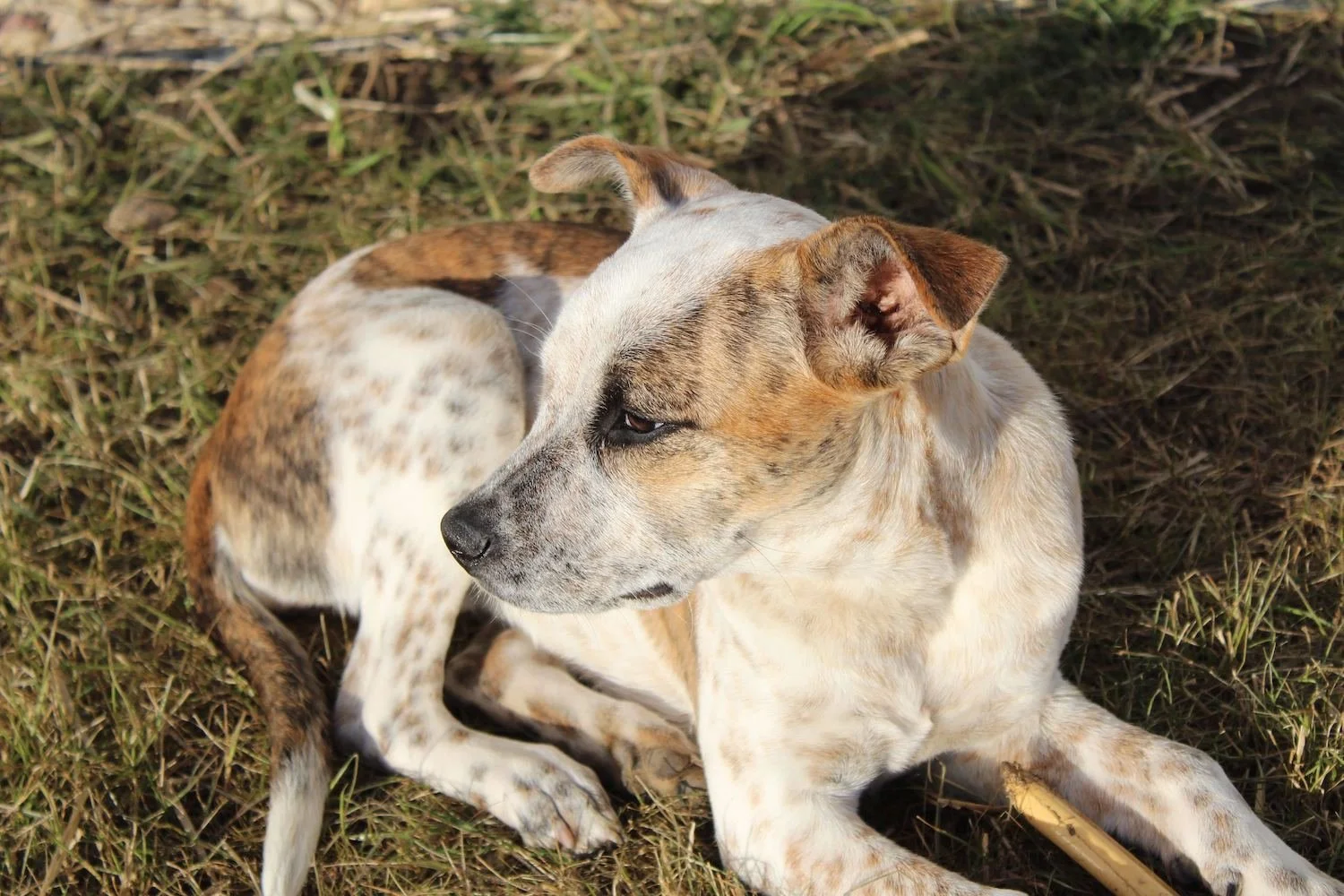 Red Heeler Pitbull Mix