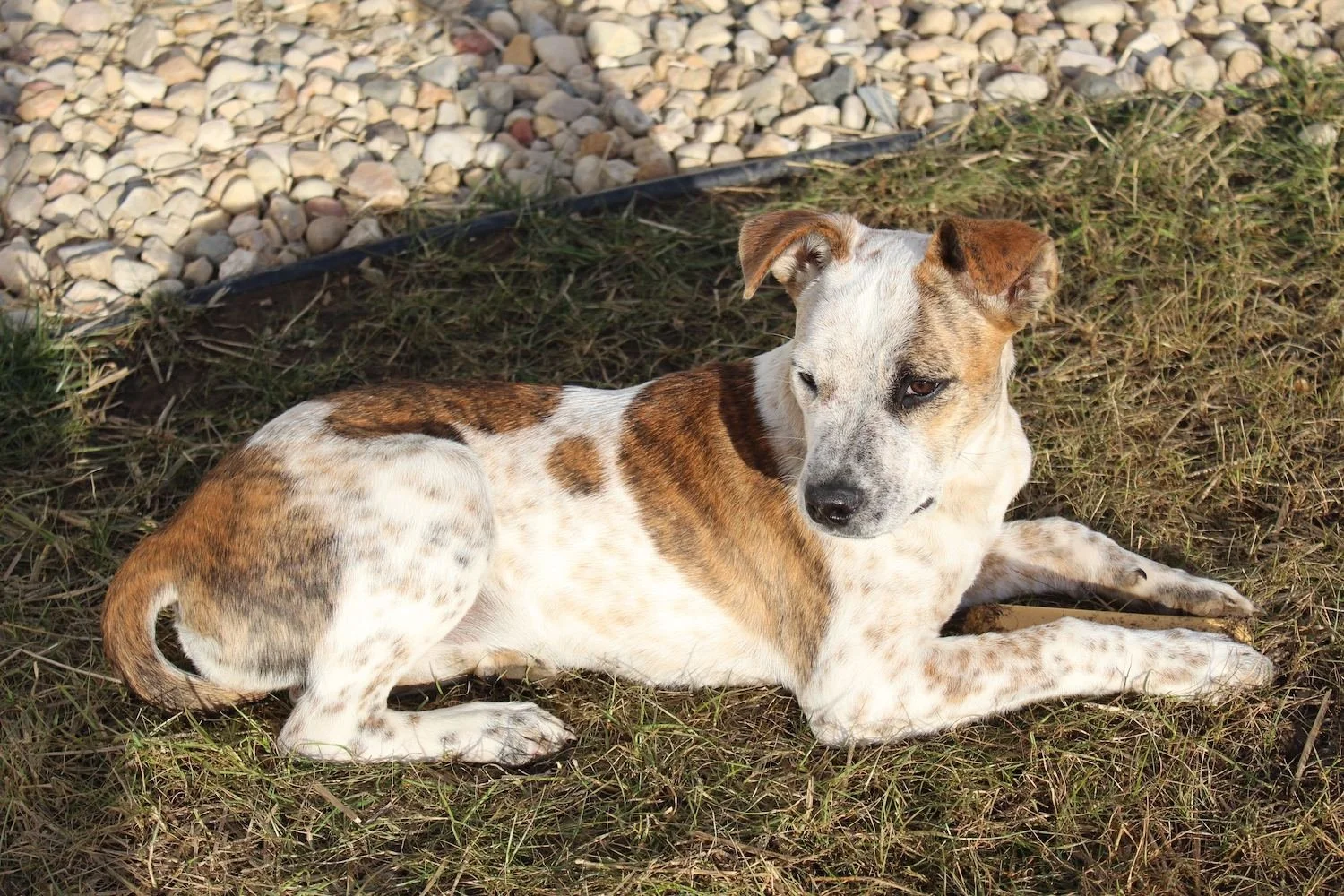 Red Heeler Pitbull Mix