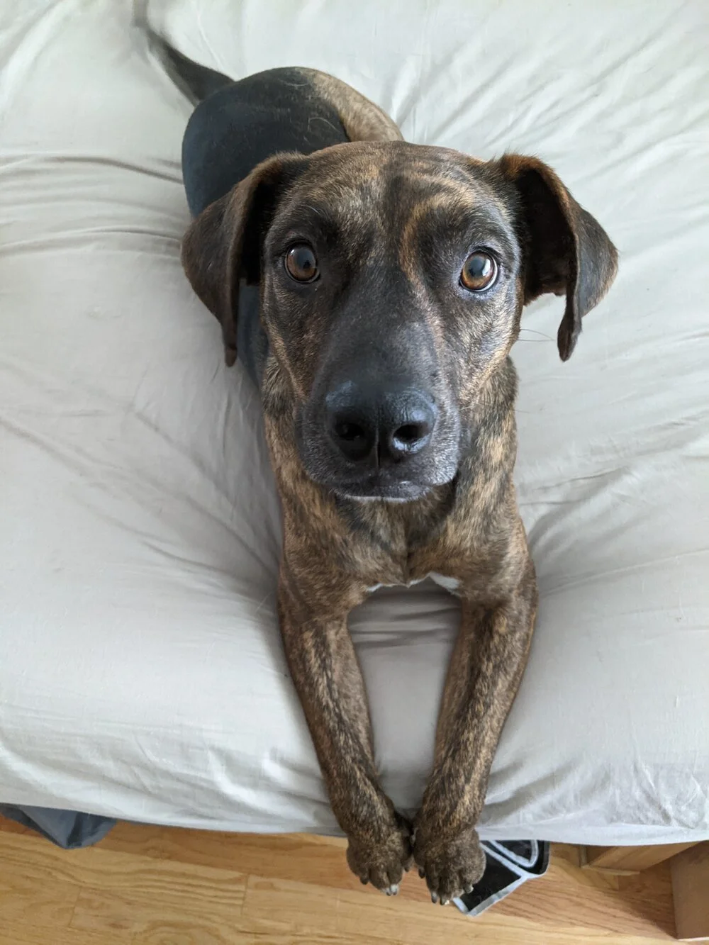 Adopt — Fetch Wisconsin Rescue