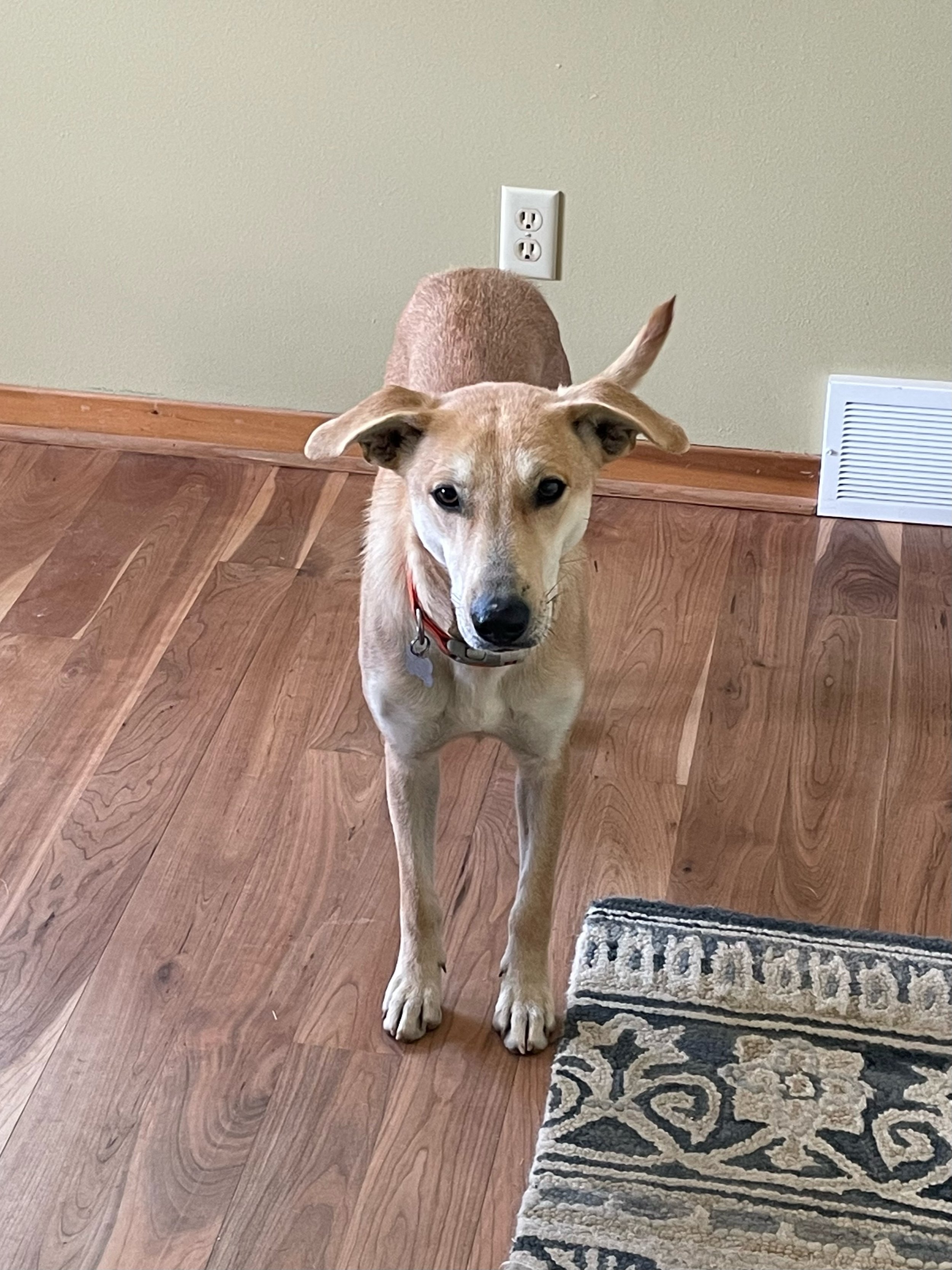 Whippet Lab Mix Brown