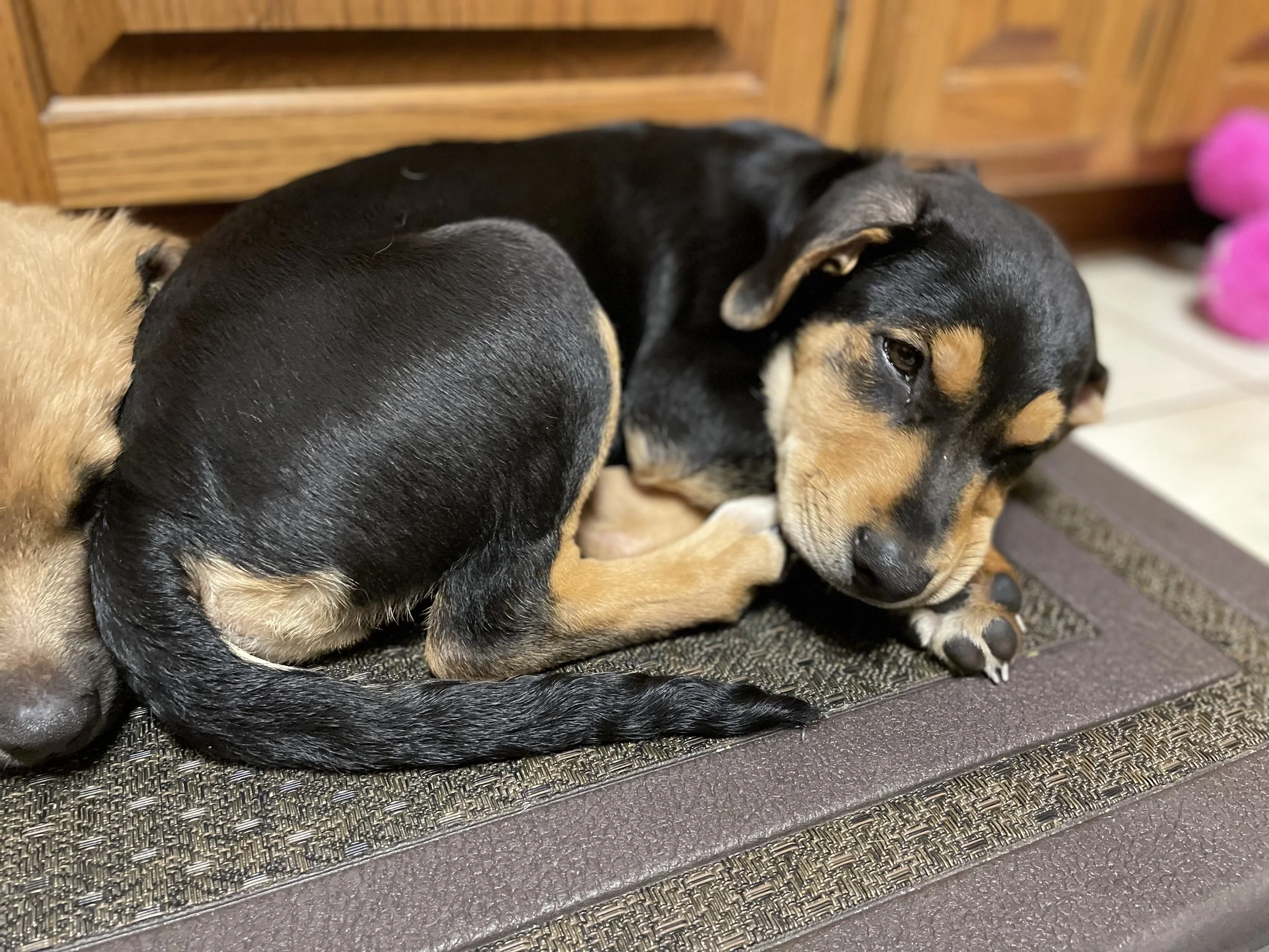 Mitch — Fetch Wisconsin Rescue