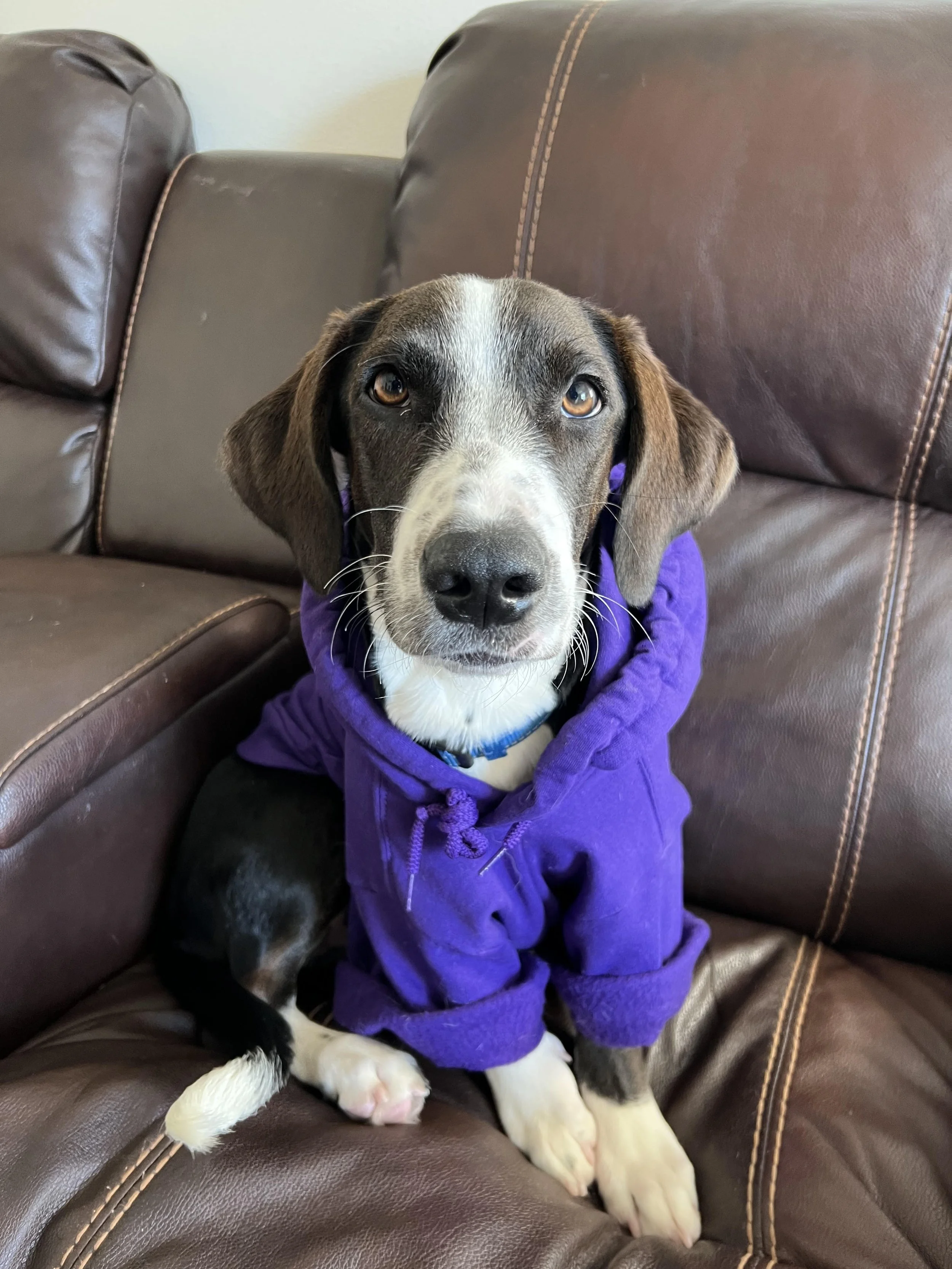 Fred — Fetch Wisconsin Rescue