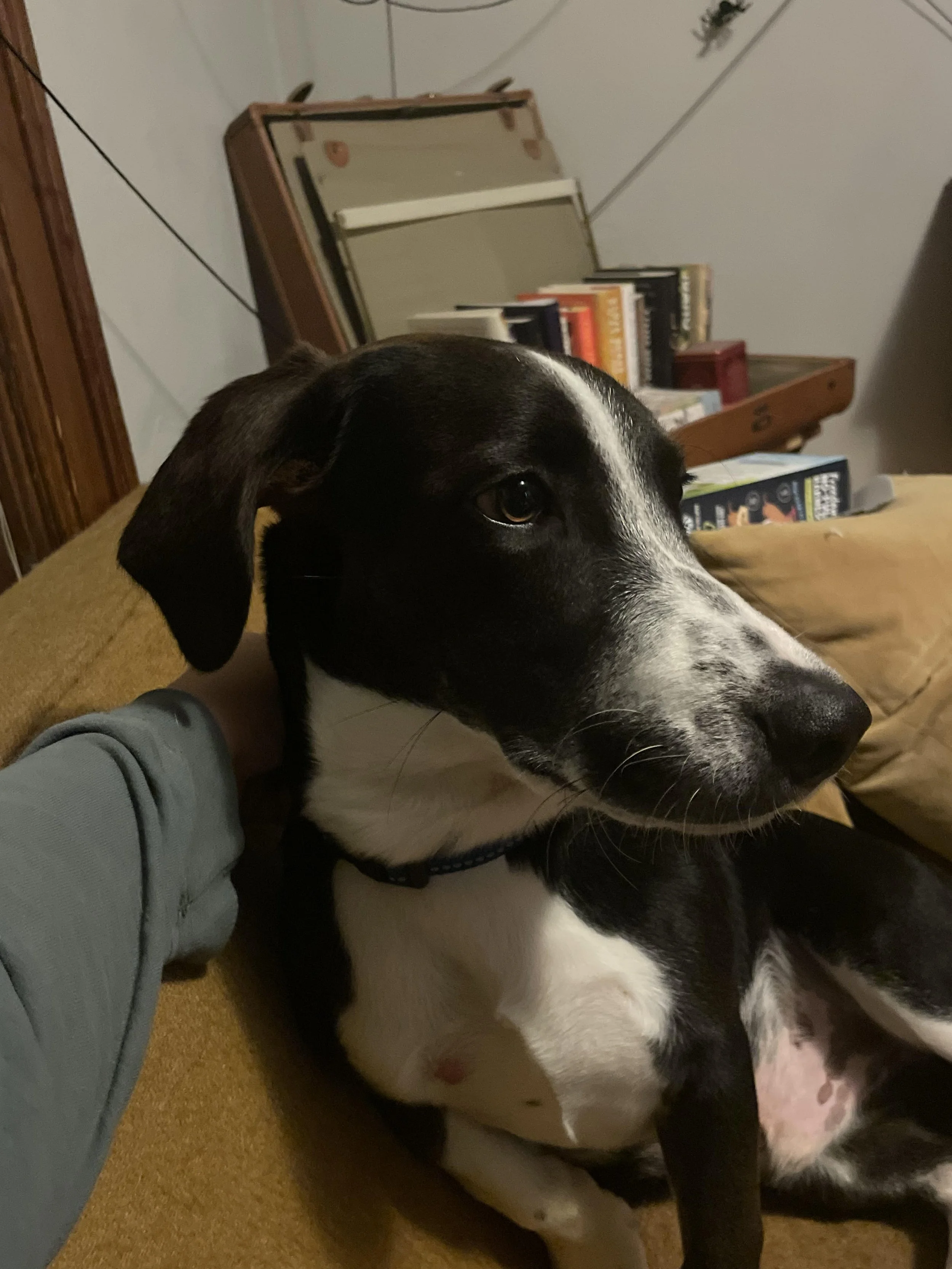 Fred — Fetch Wisconsin Rescue