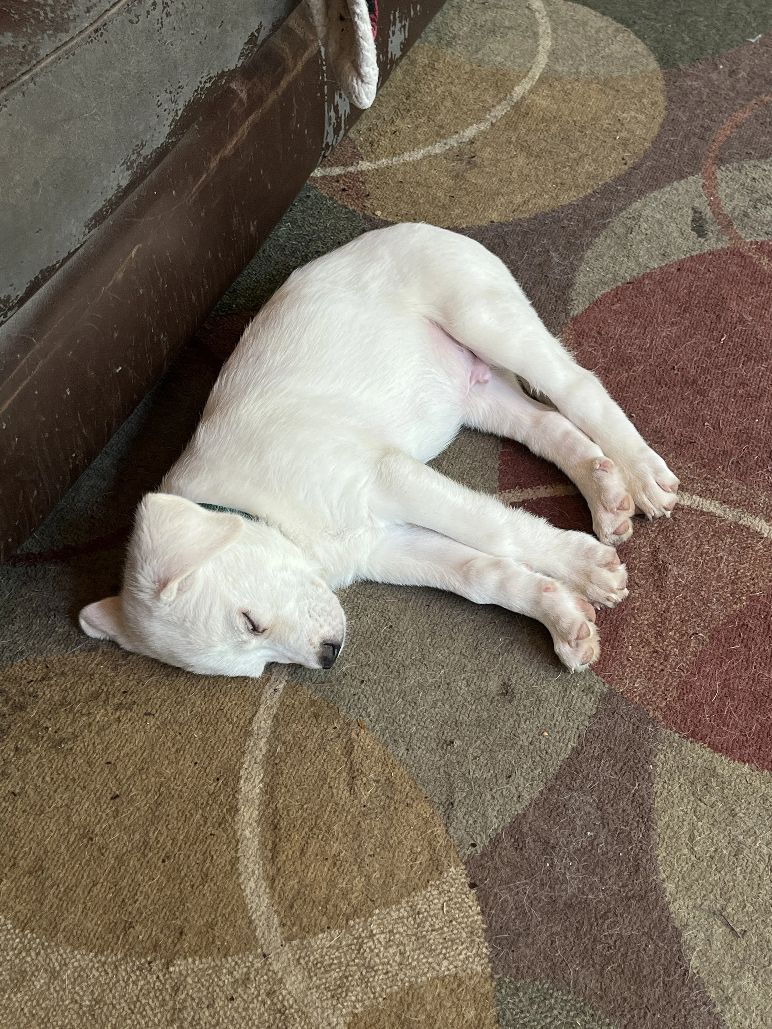 Bobby McGee — Fetch Wisconsin Rescue