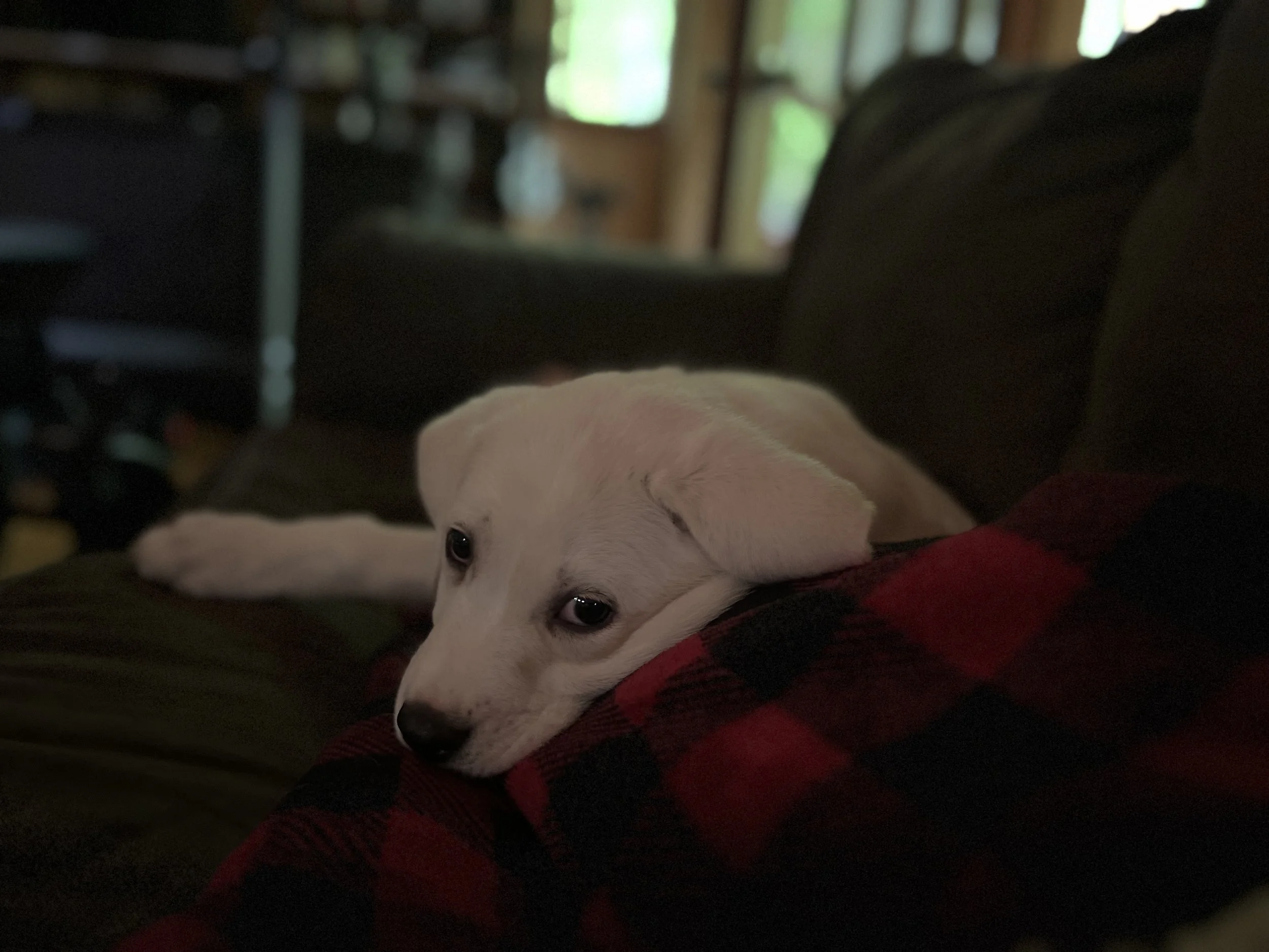 Bobby McGee — Fetch Wisconsin Rescue