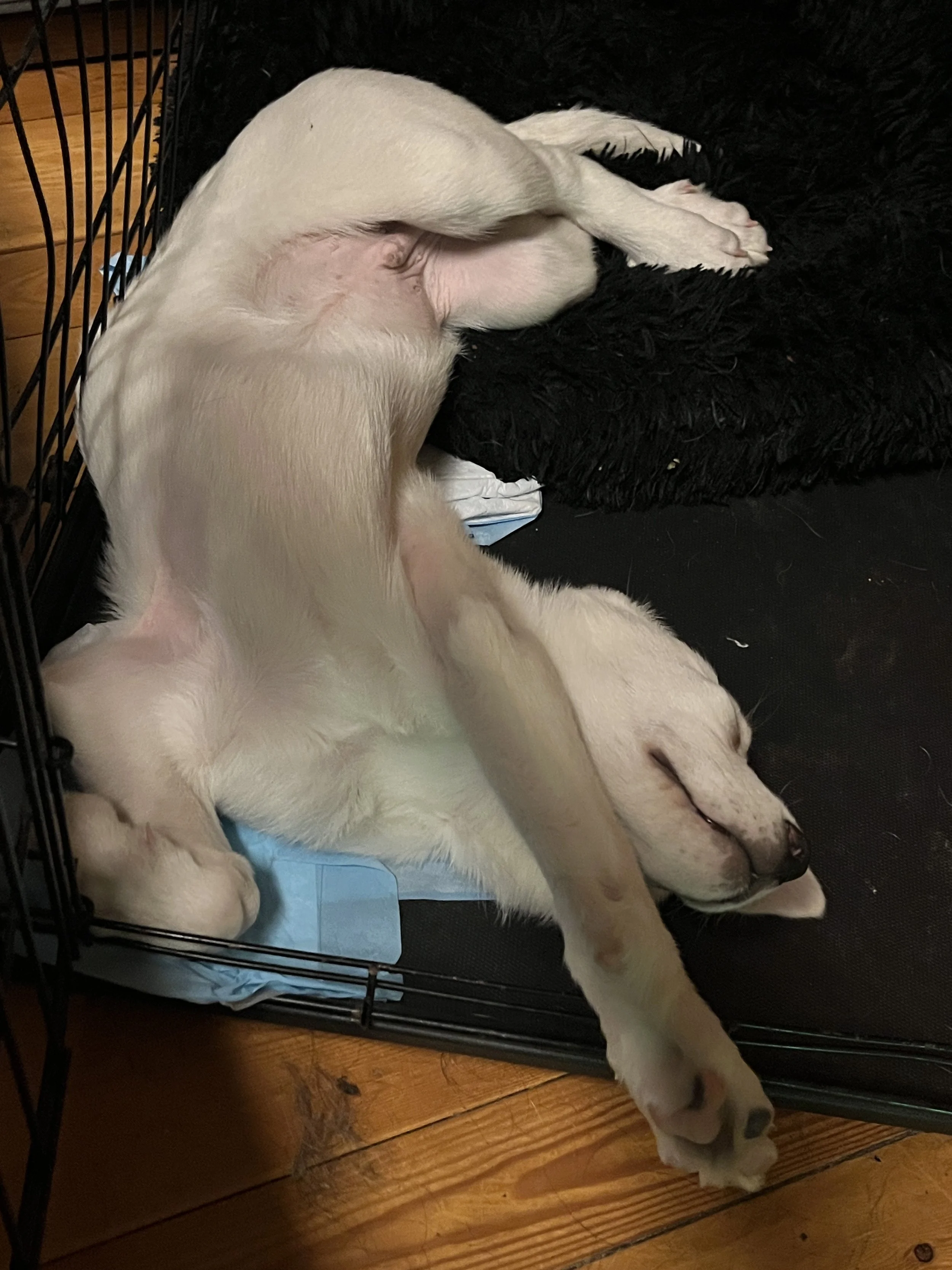 Bobby McGee — Fetch Wisconsin Rescue