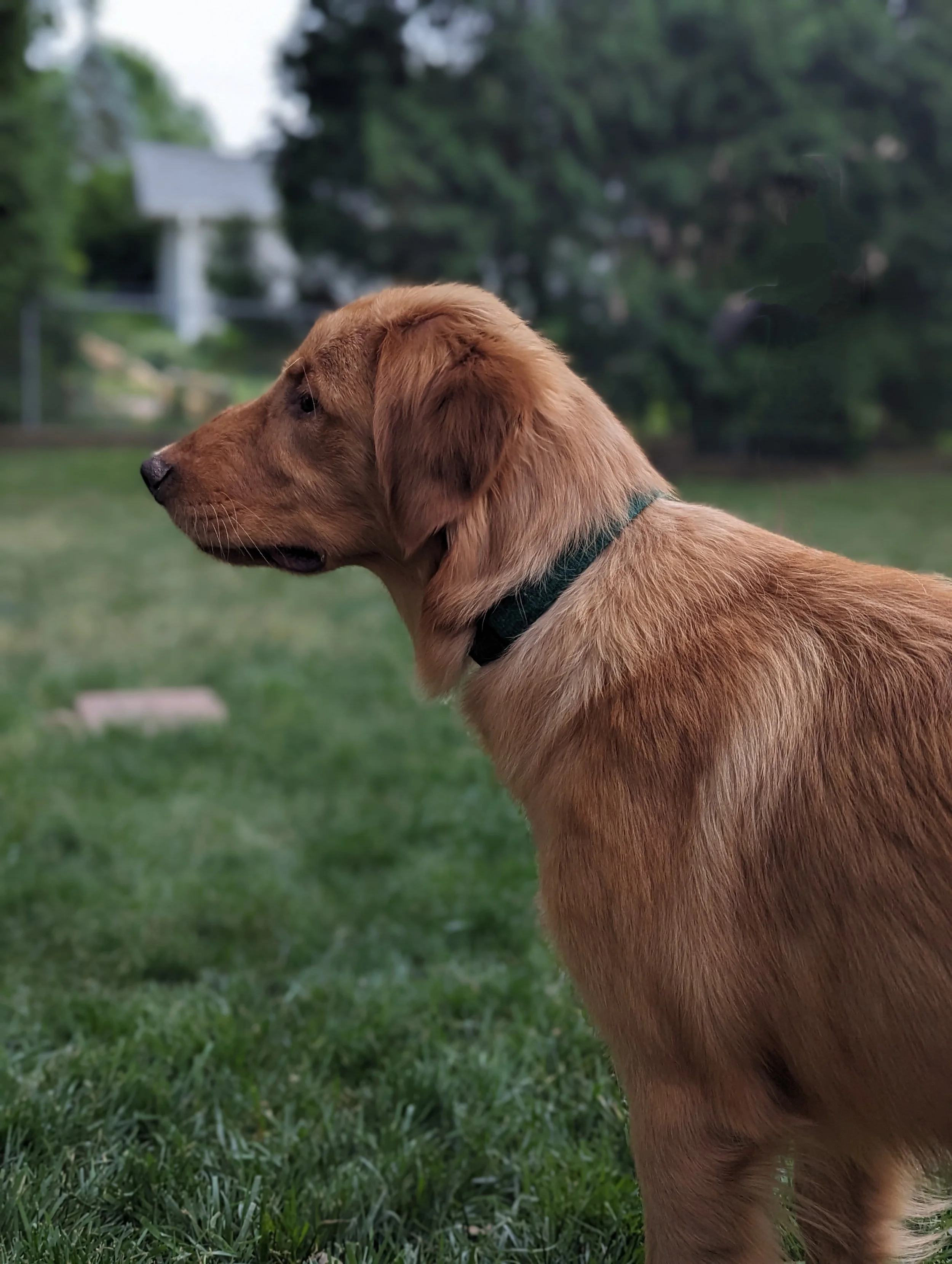 Bruce — Fetch Wisconsin Rescue