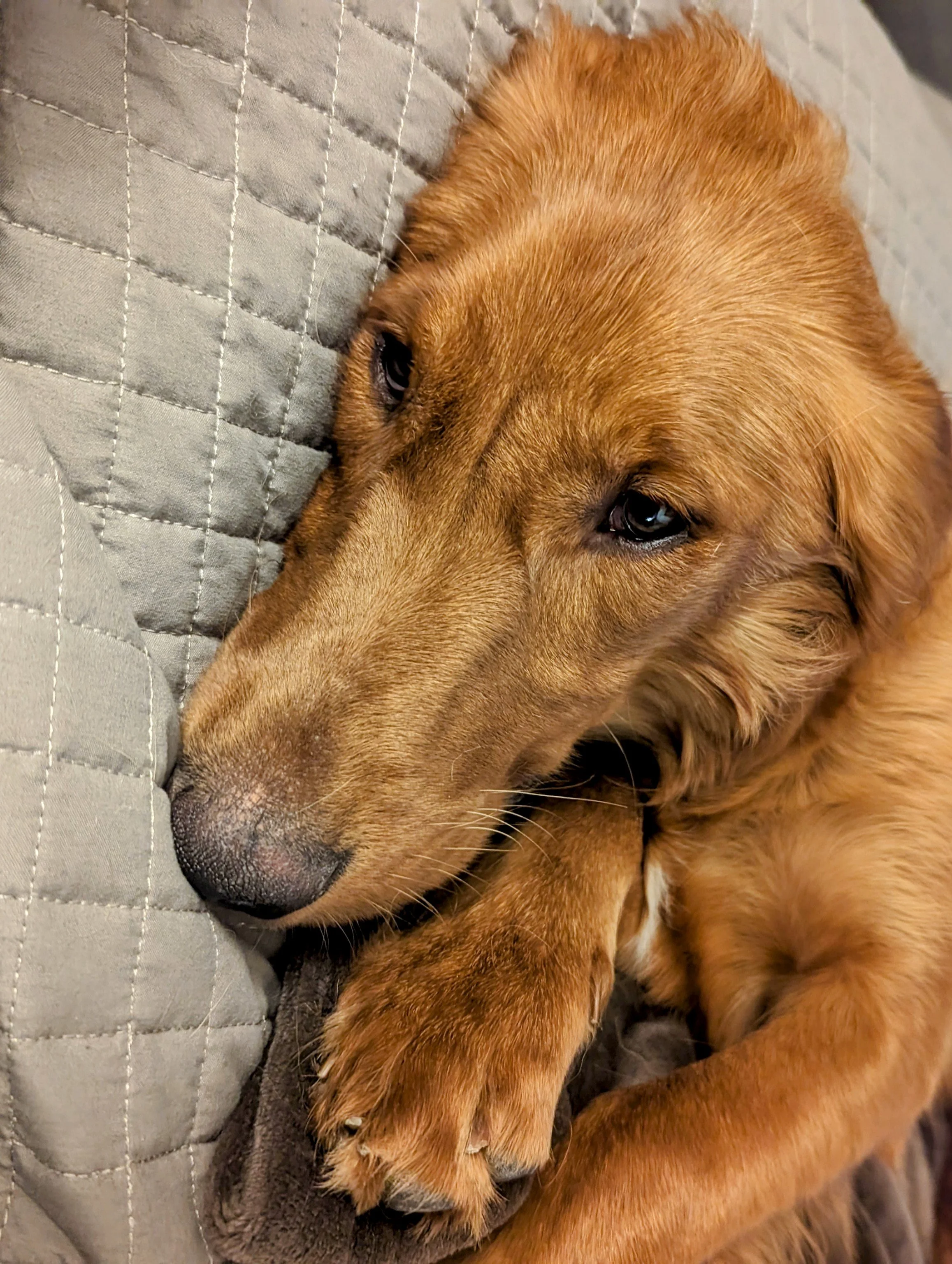 Ira — Fetch Wisconsin Rescue