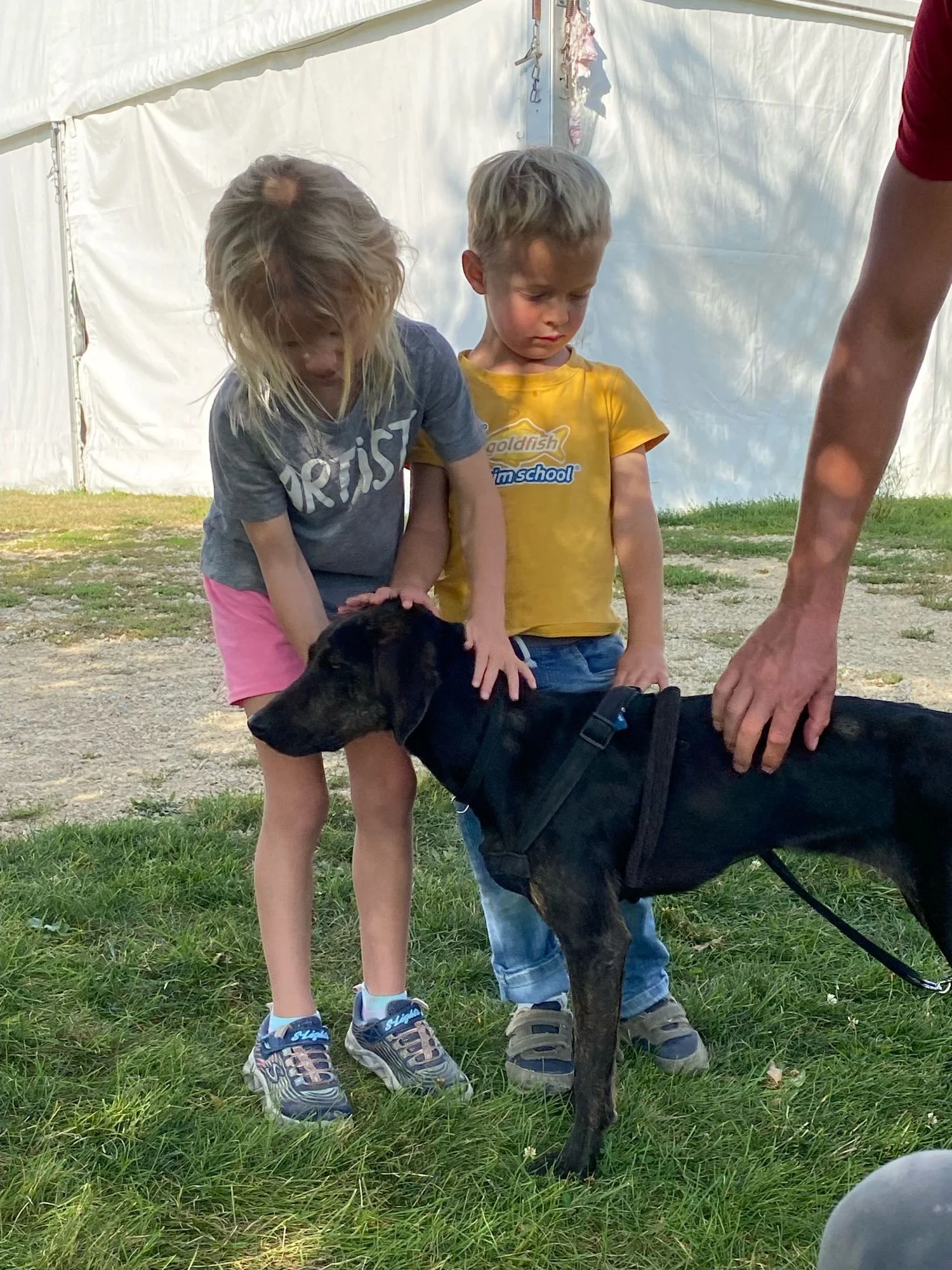 Tilley — Fetch Wisconsin Rescue