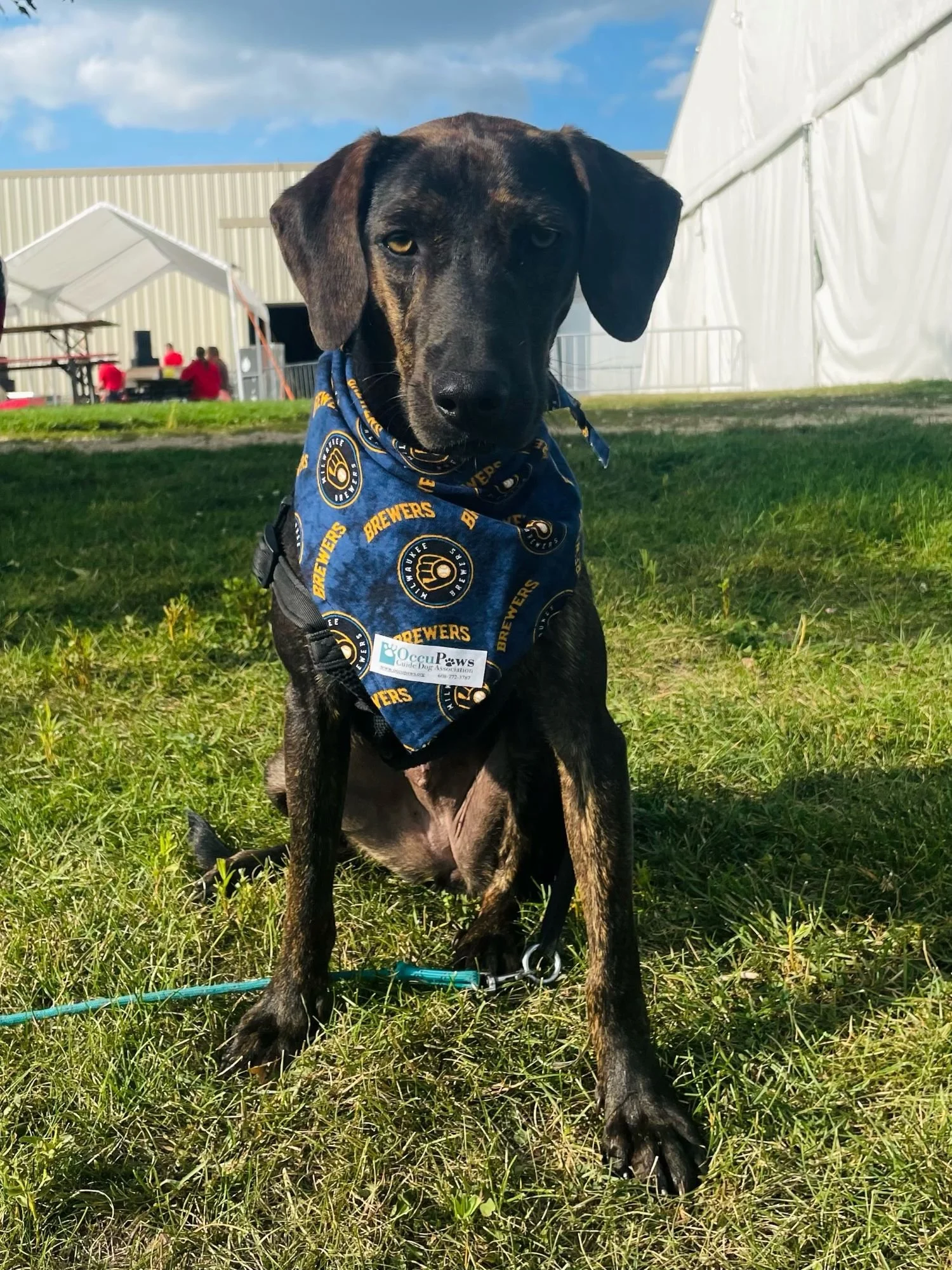Tilley — Fetch Wisconsin Rescue