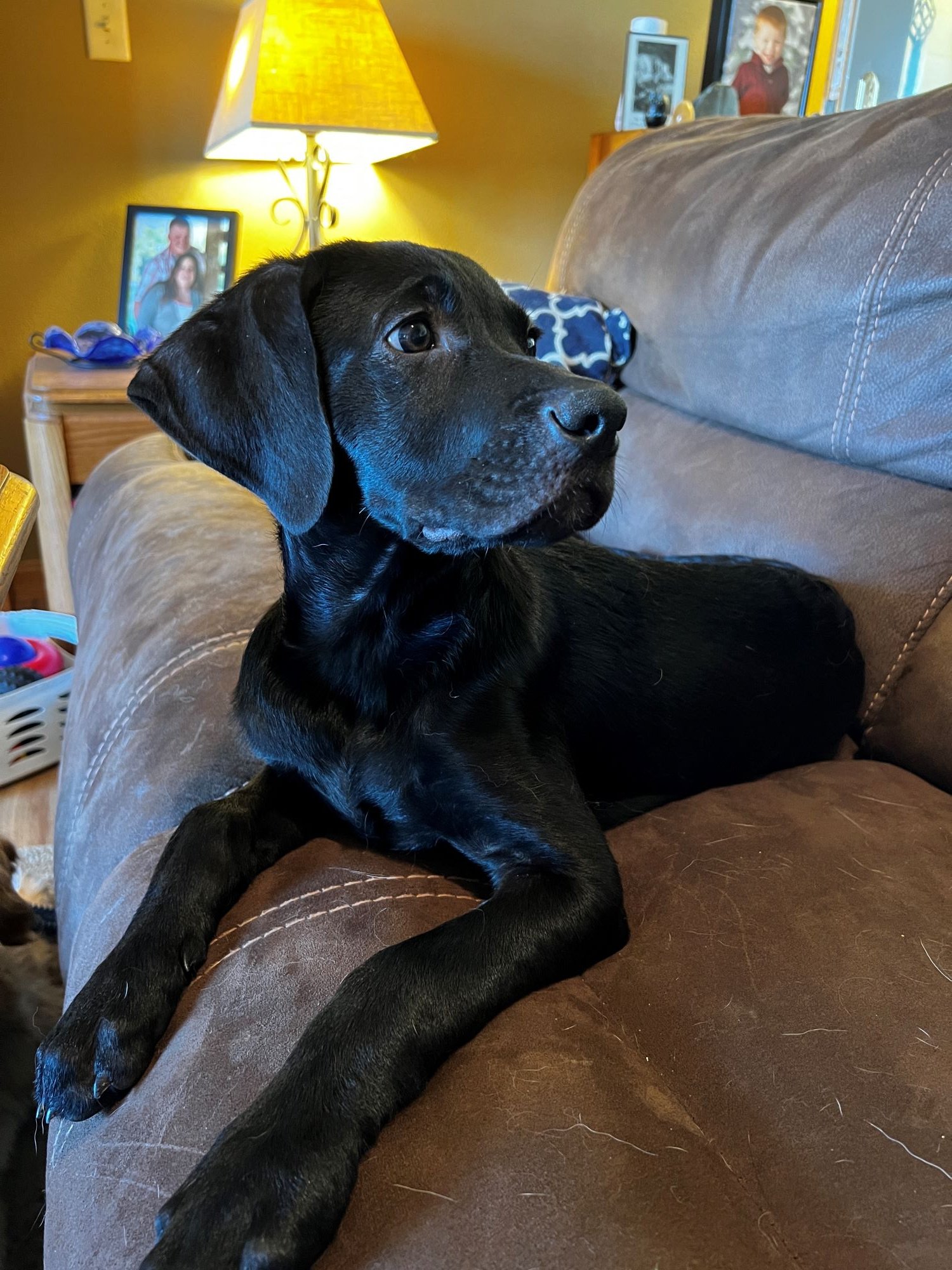 Mick — Fetch Wisconsin Rescue