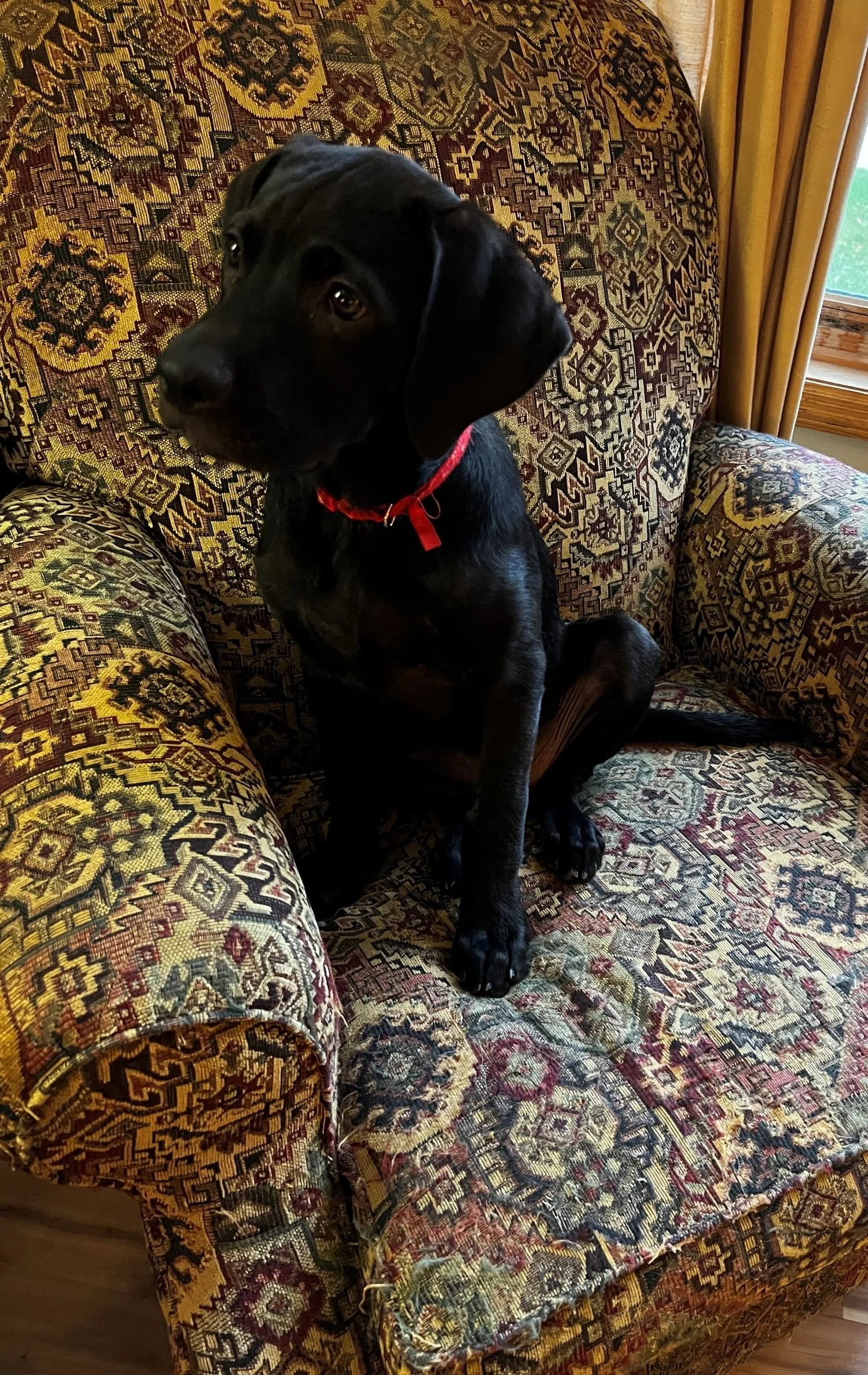 Mick — Fetch Wisconsin Rescue