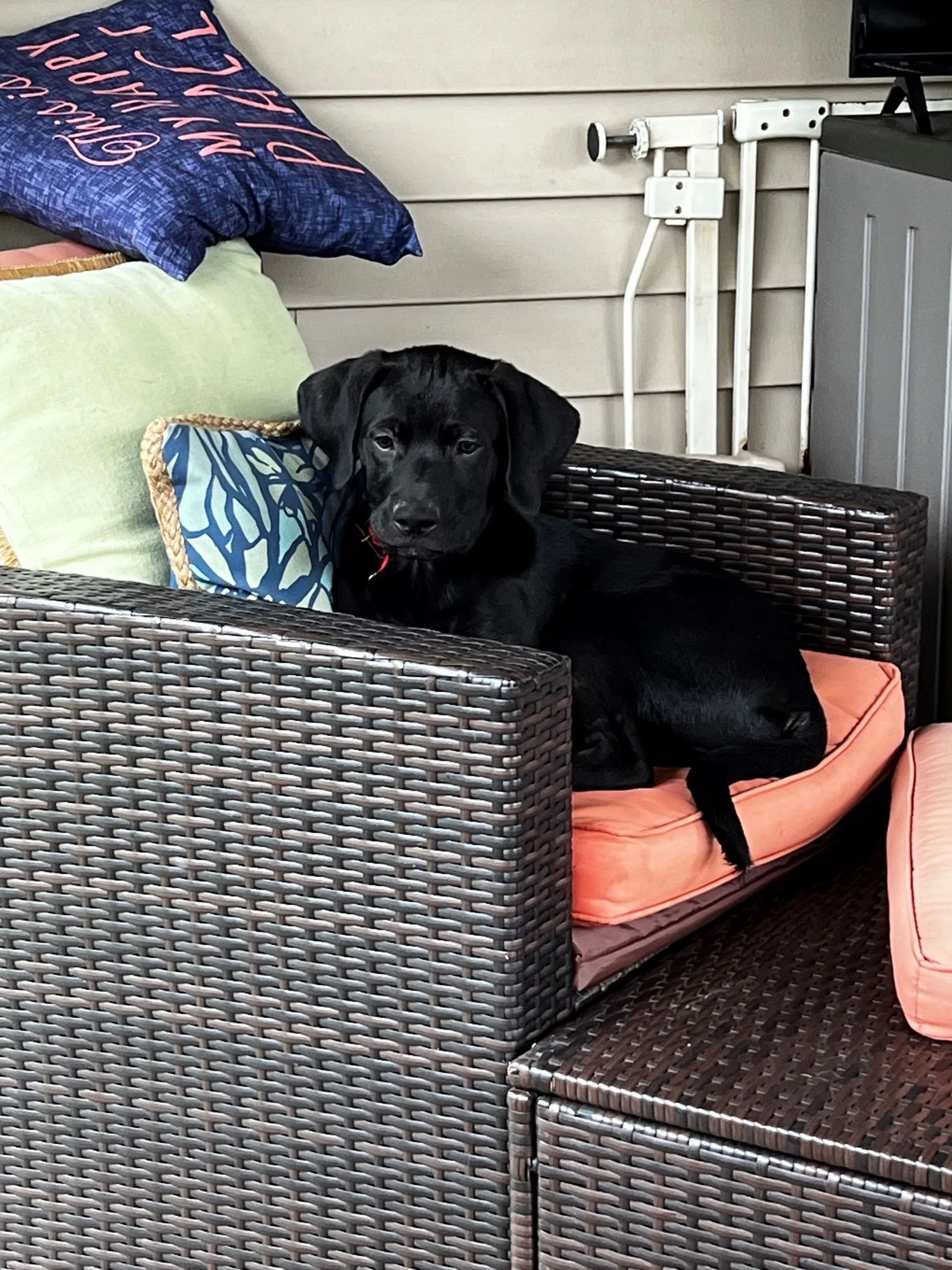 Mick — Fetch Wisconsin Rescue